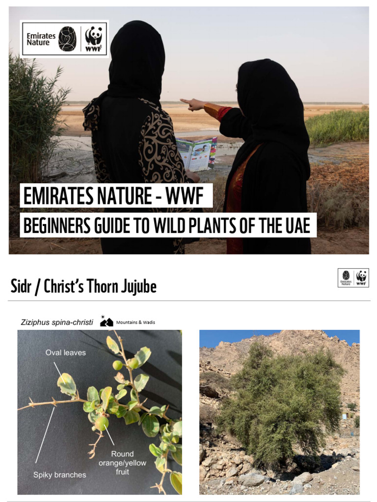 Wild Plants of the UAE: A Beginner's Guide | PDF | Flowers | Leaf