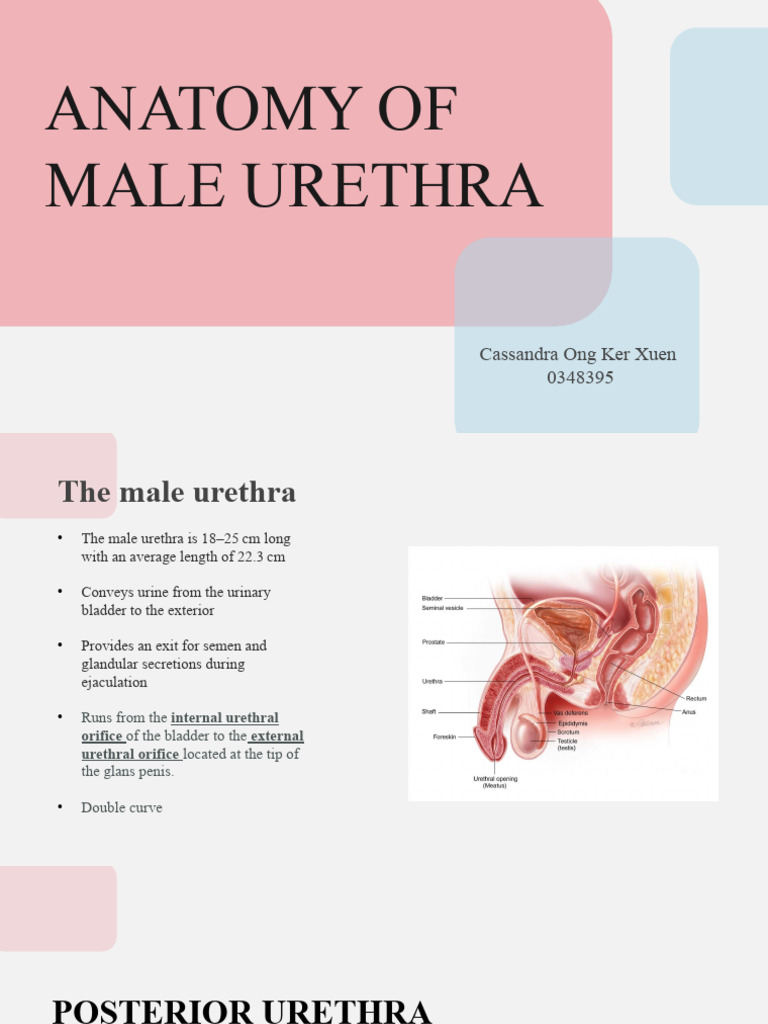 Anatomy of Male Urethra. | PDF | Prostate | Genitourinary System