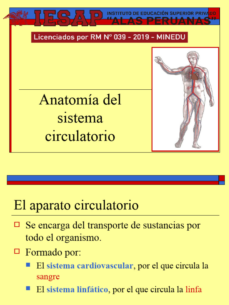 Sistema Circulatorio | PDF | Sistema circulatorio | Corazón