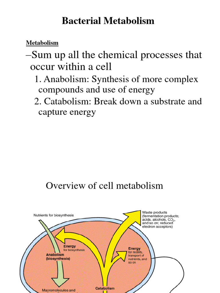 Bacterial Metabolism | PDF | Cellular Respiration | Adenosine Triphosphate