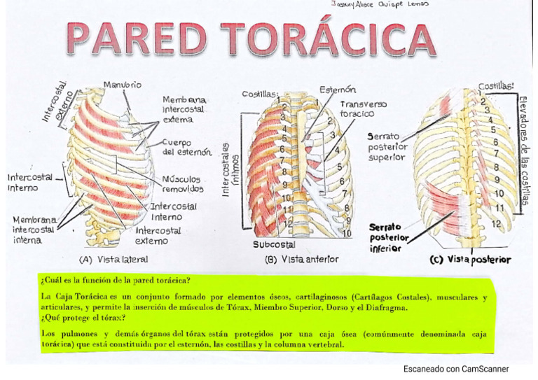 Musculos de La Pared Toracica | PDF