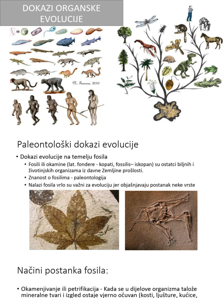 Dokazi Organske Evolucije | PDF