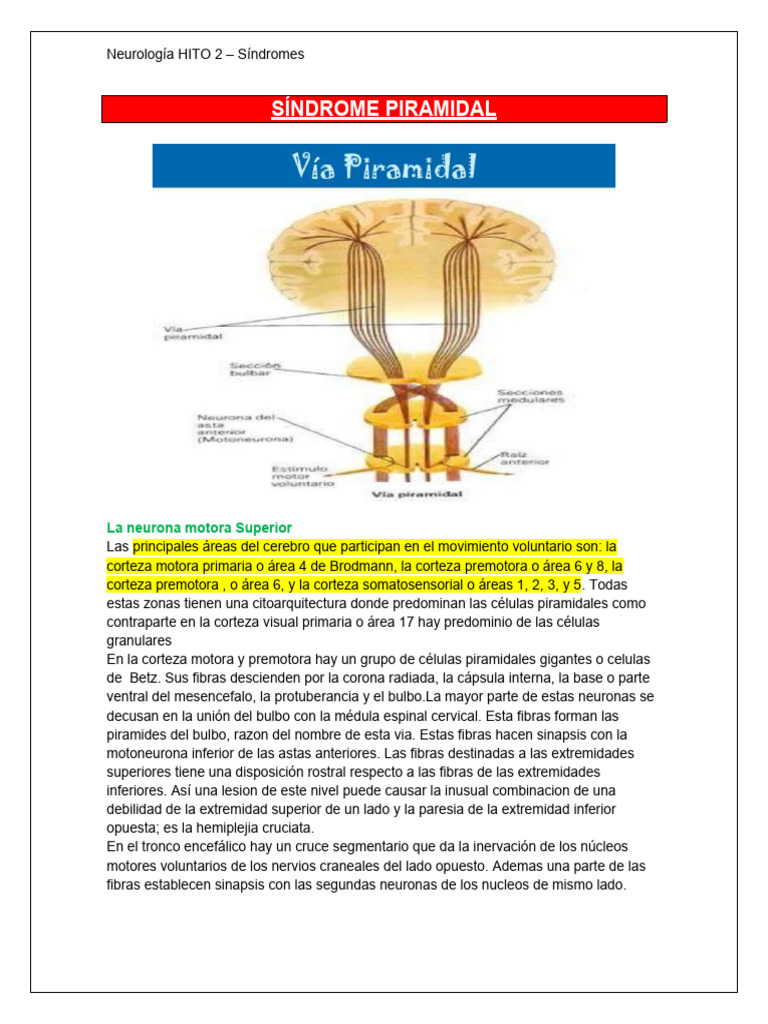 SÍNDROMES (piramidal, extrapiramidal, medulares, cerebeloso ...