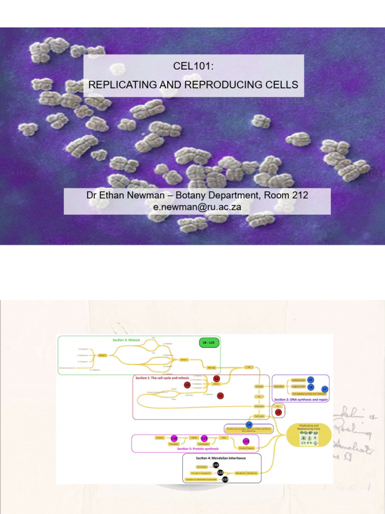 DNA Structure and Replication | PDF | Nucleotides | Dna Replication