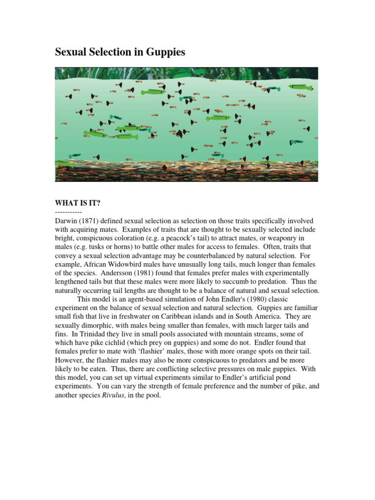 Guppy Selection Info | PDF | Natural Selection | Sexual Selection