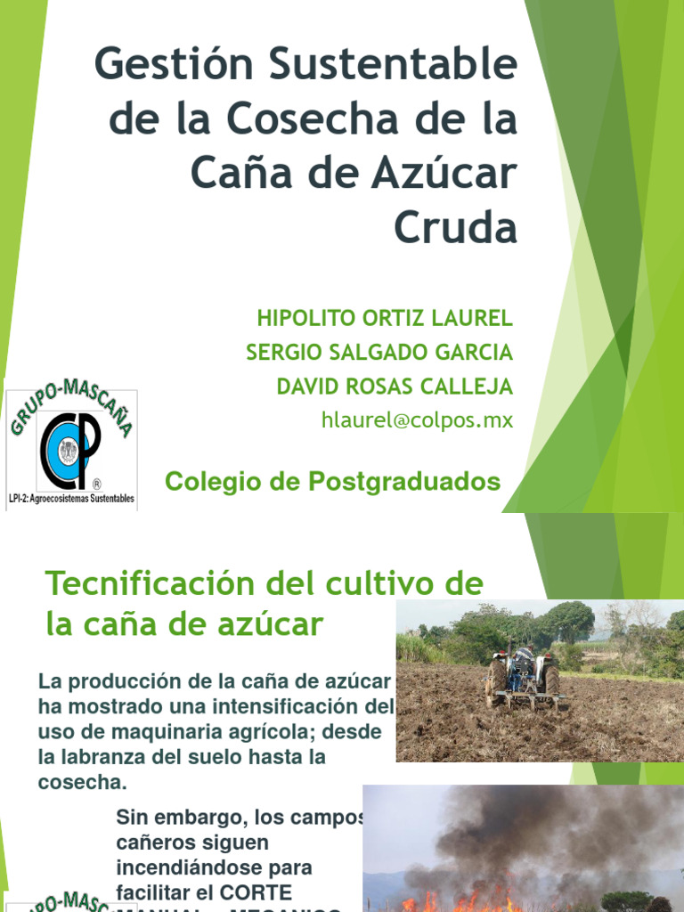 Cosecha Sustentable de Caña de Azúcar | PDF | Caña de azúcar | Cosecha