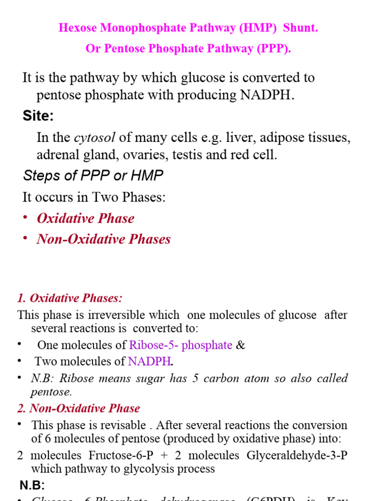 5 Pentose Phosphate Pathway (HMP Shunt) | PDF | Nicotinamide Adenine ...