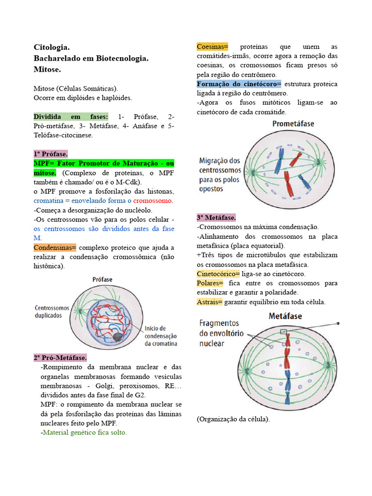 Mitose E Meiose Resumo Pdf Meiose Mitose