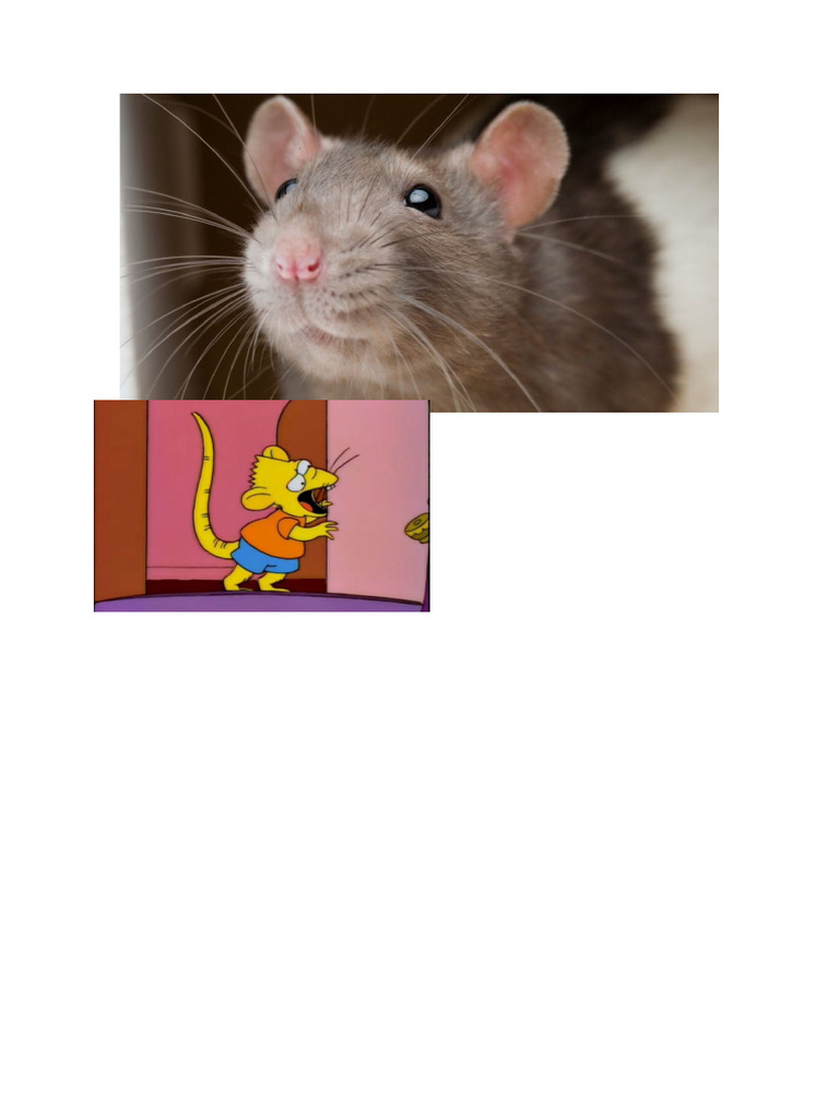 Rata | PDF