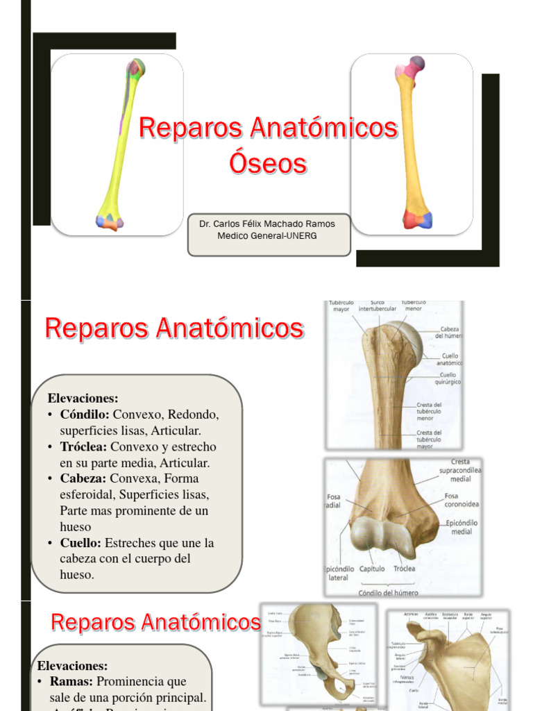Reparos Anatomicos | PDF