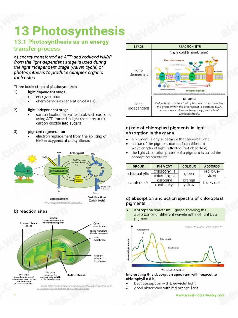 13 Photosynthesis | PDF
