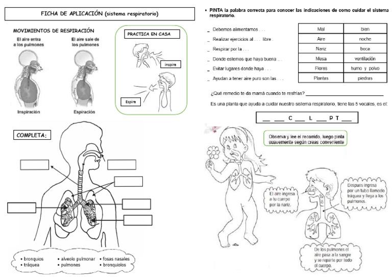 Ficha Aplicacion Sistema Respiratorio | PDF