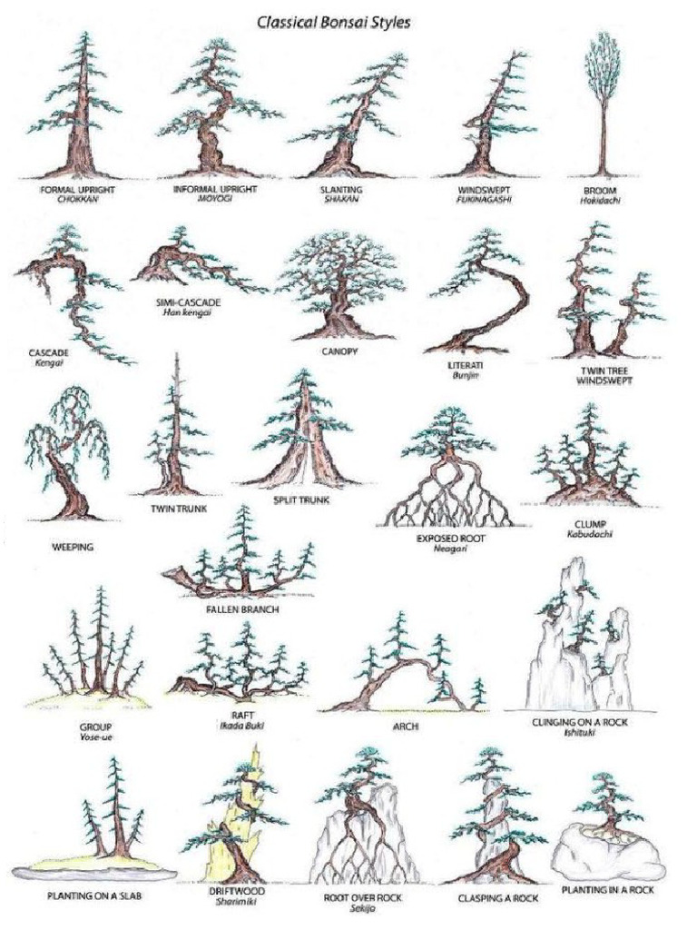 Bonsai | PDF
