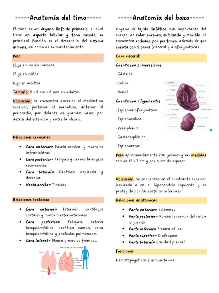 Timo y Bazo | PDF | Timo | Órgano (anatomía)