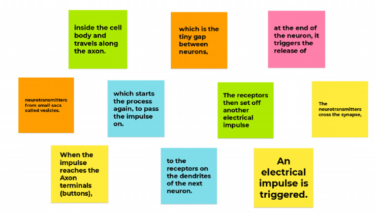 Activity - Synaptic Transmission Card Sort | PDF