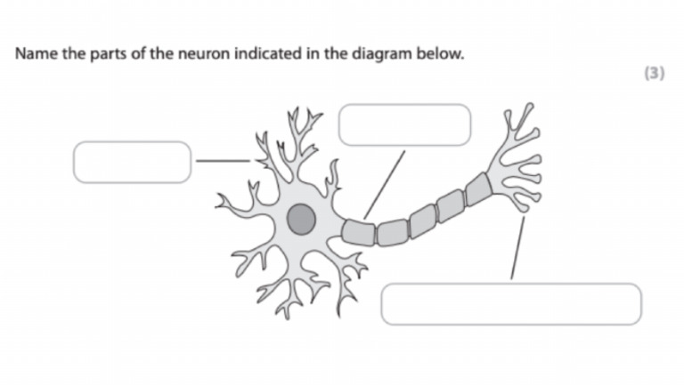 Activity_ Label Neuron | PDF