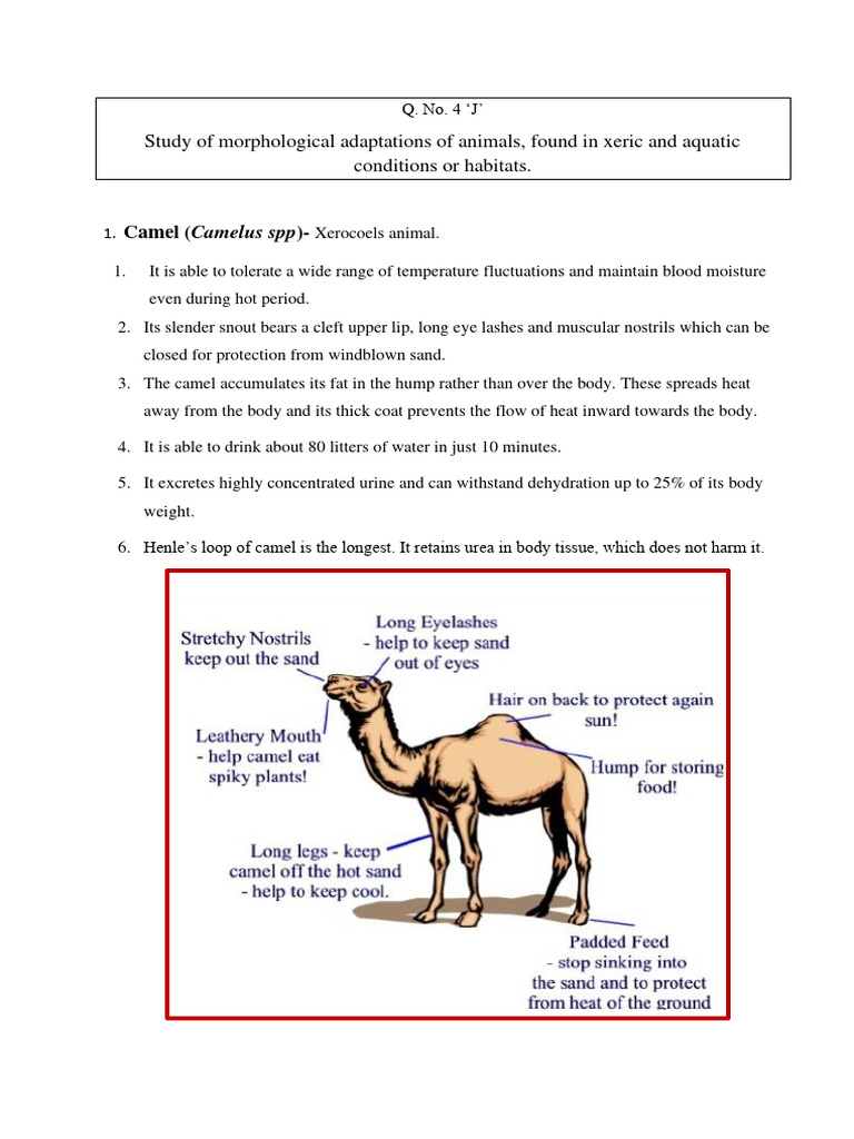 Study of Xeric and Aquatic Animals. | PDF | Zoology