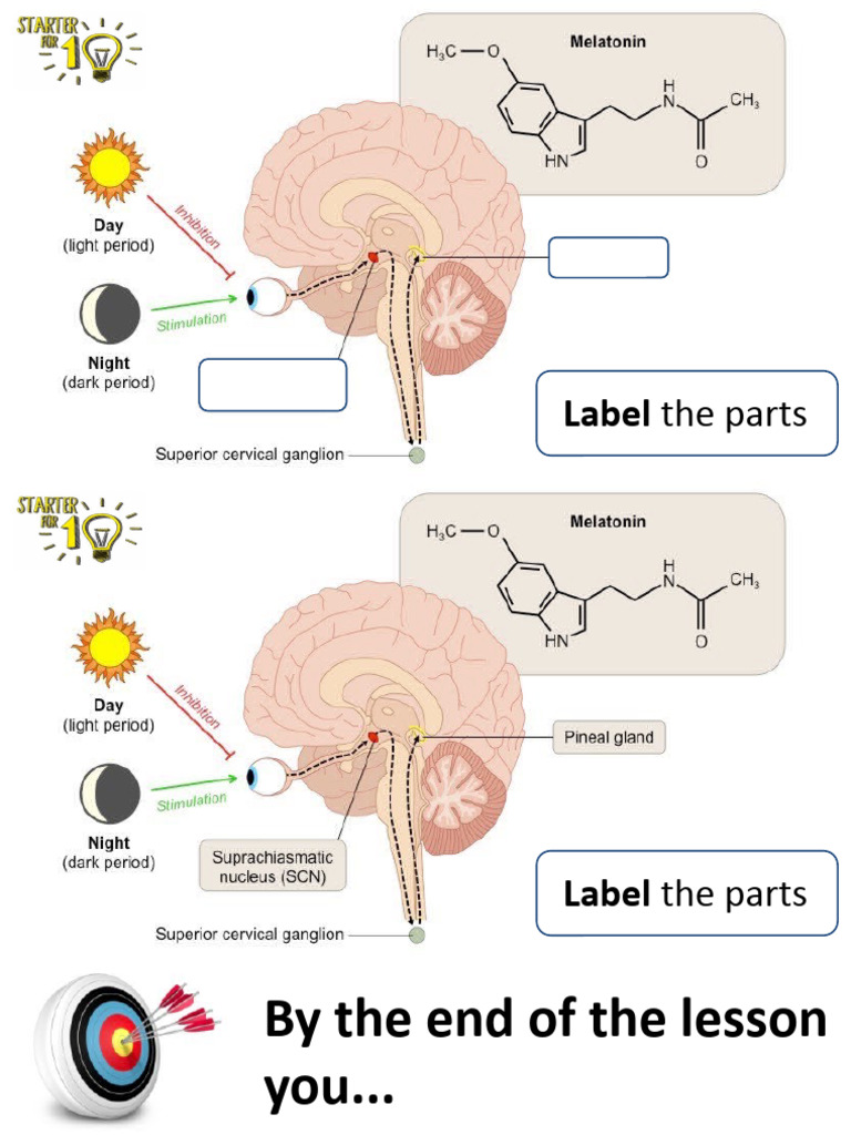 Ppt Research Into Sleep Wake Cycle Download Free Pdf Circadian