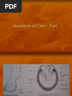 Pony Club C Test Guidelines | PDF | Horse Gait | Horses