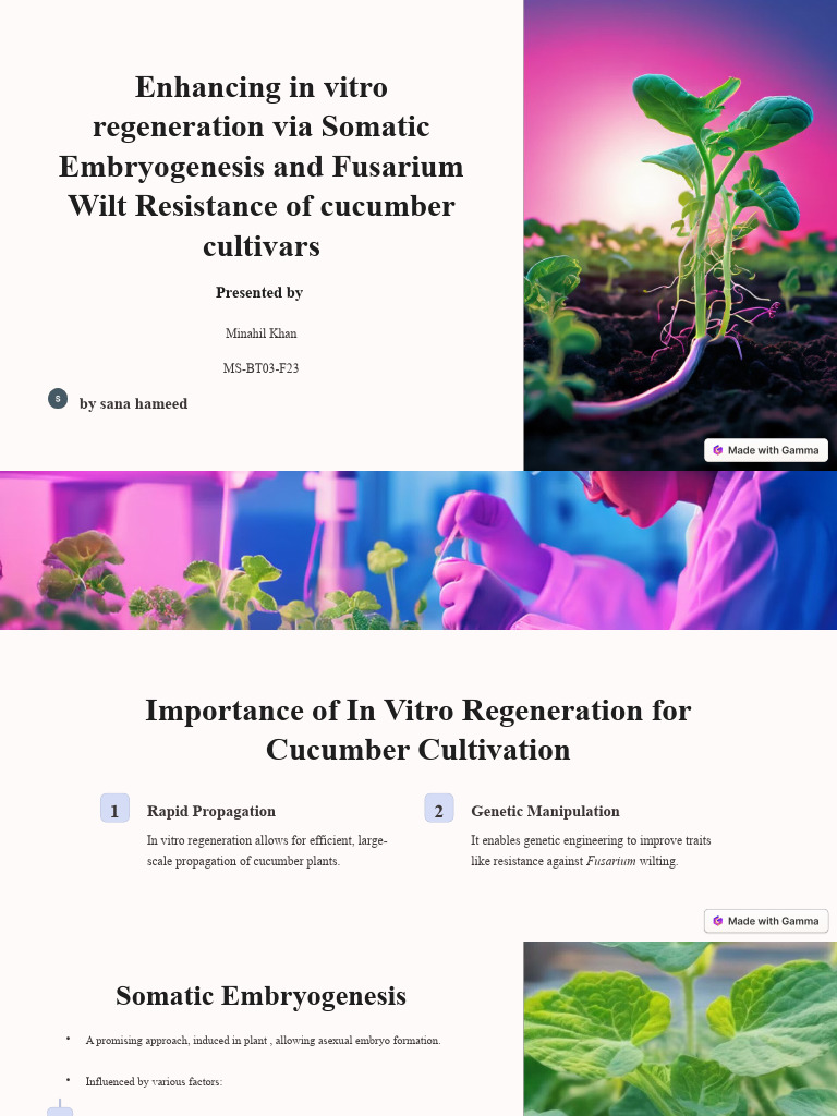 Enhancing-in-vitro-regeneration-via-Somatic-Embryogenesis-and-Fusarium ...