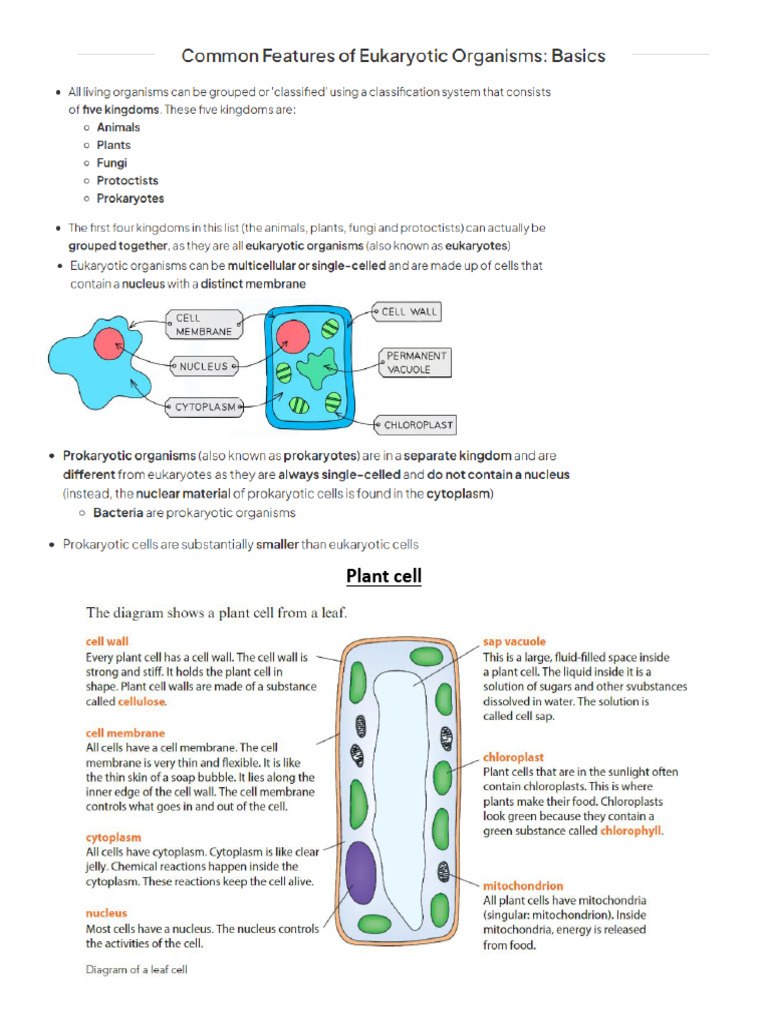 Class 6 Biology 4 Plant - and - Animal - Cell | PDF