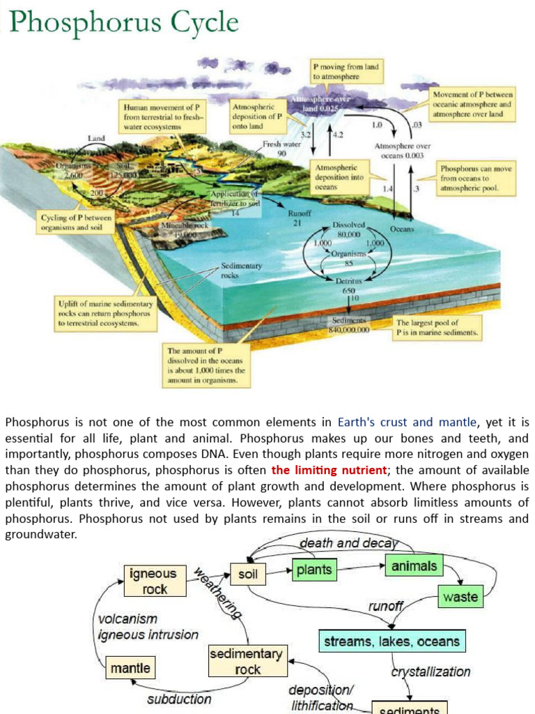 P Cycle | PDF | Soil | Phosphate
