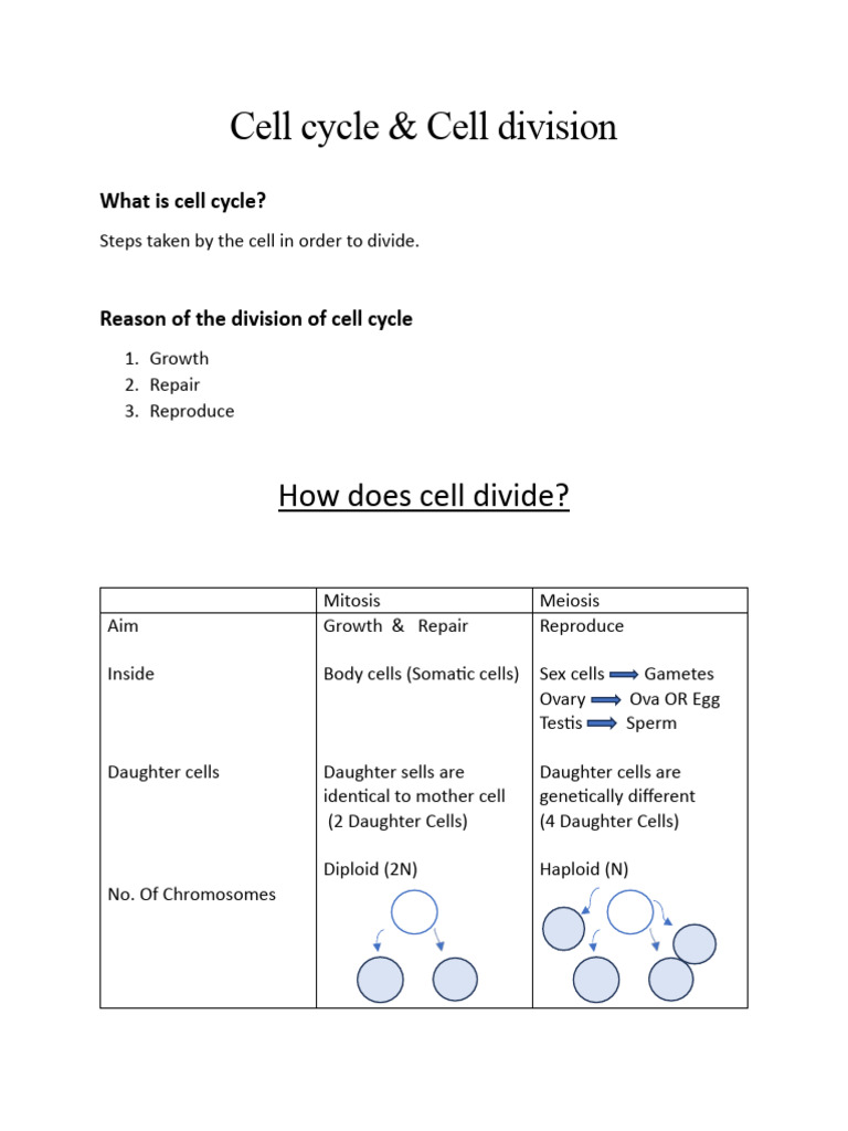 Cell Cycle Pdf