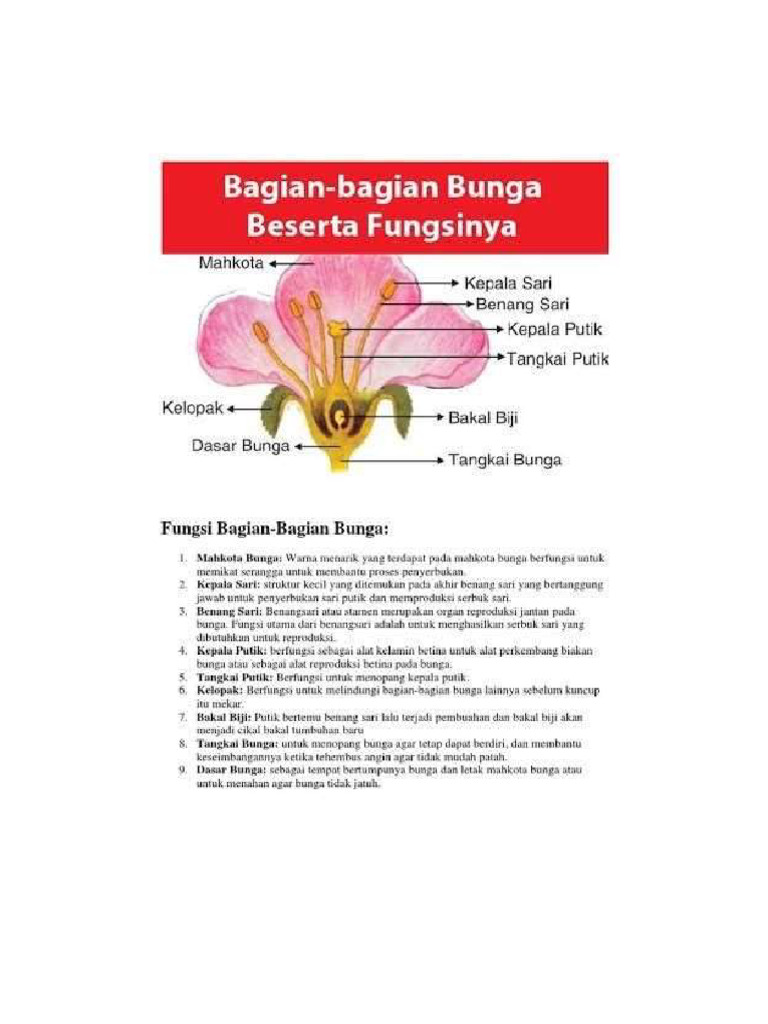 3 Rangkap Ipas | PDF