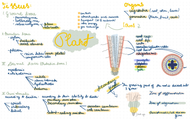 Biology - Plants | PDF | Tissue (Biology) | Plants