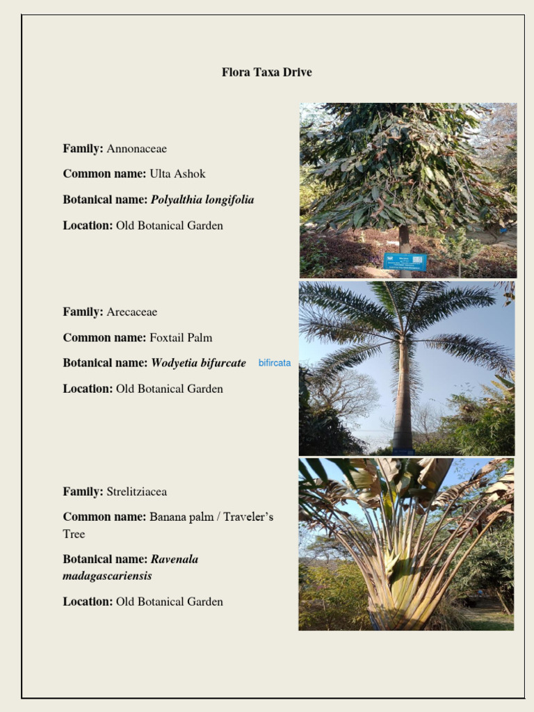Flora Taxa Drive ? | PDF | Plants | Botany
