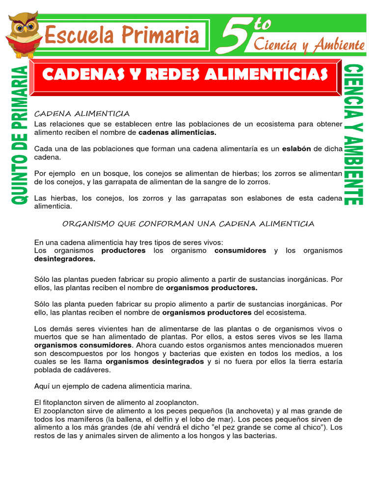 Cadenas y Redes Alimenticias para Quinto de Primaria | PDF | Red ...