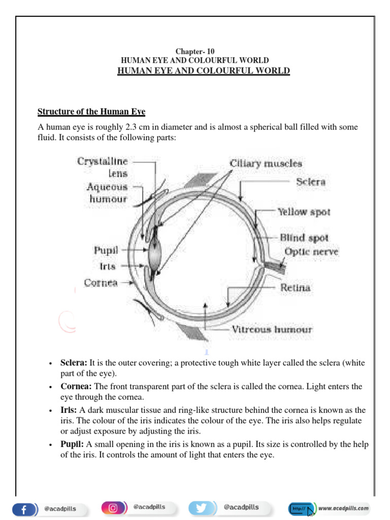 Human Eye and Colorful World | PDF | Rainbow | Eye