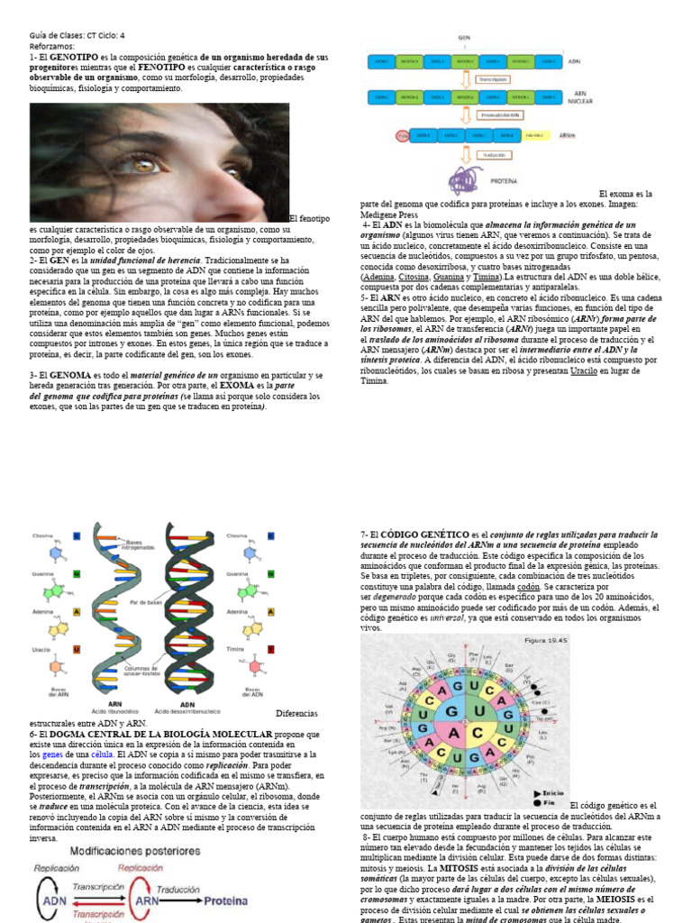 Guía de Clases 4to Ciclo Genetica | PDF | Rna | Traducción (biología)