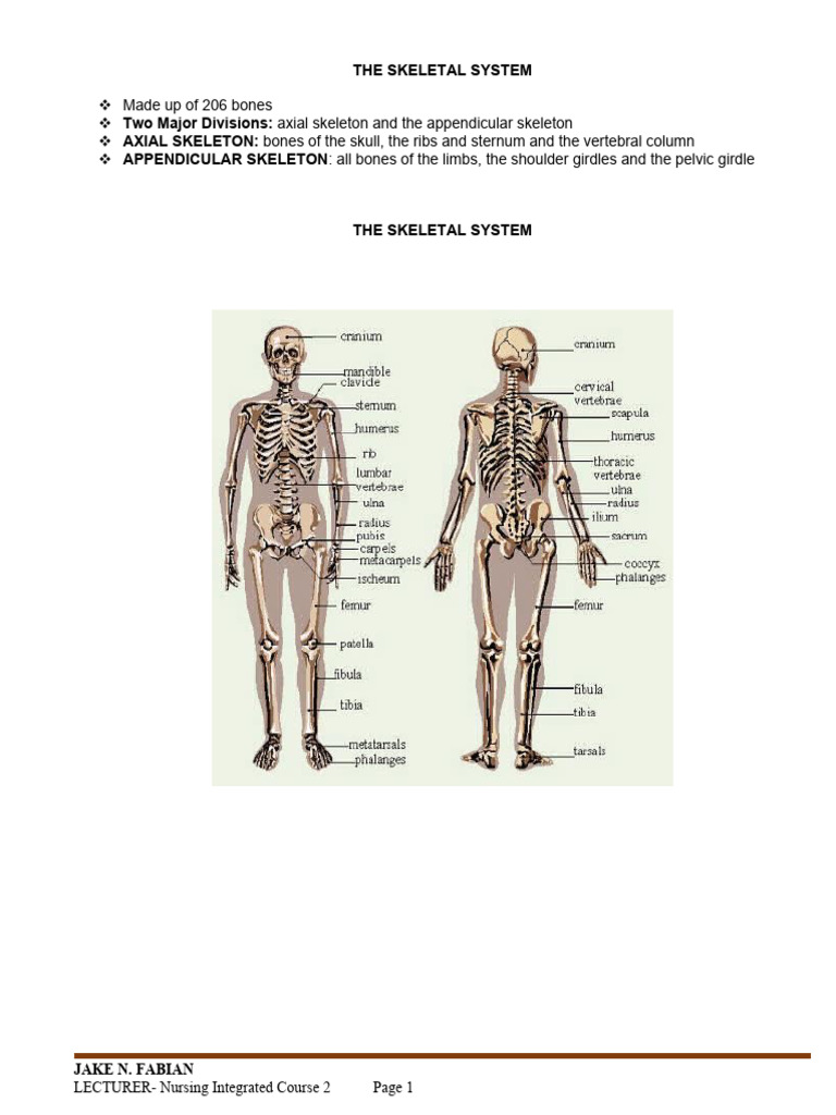 Musculoskeletal Modules For Inco 2 | PDF | Bone | Vitamin D