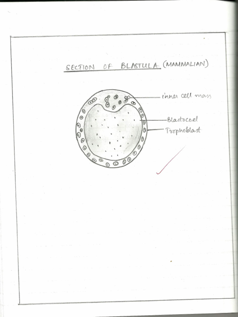 Study of Blastula | PDF