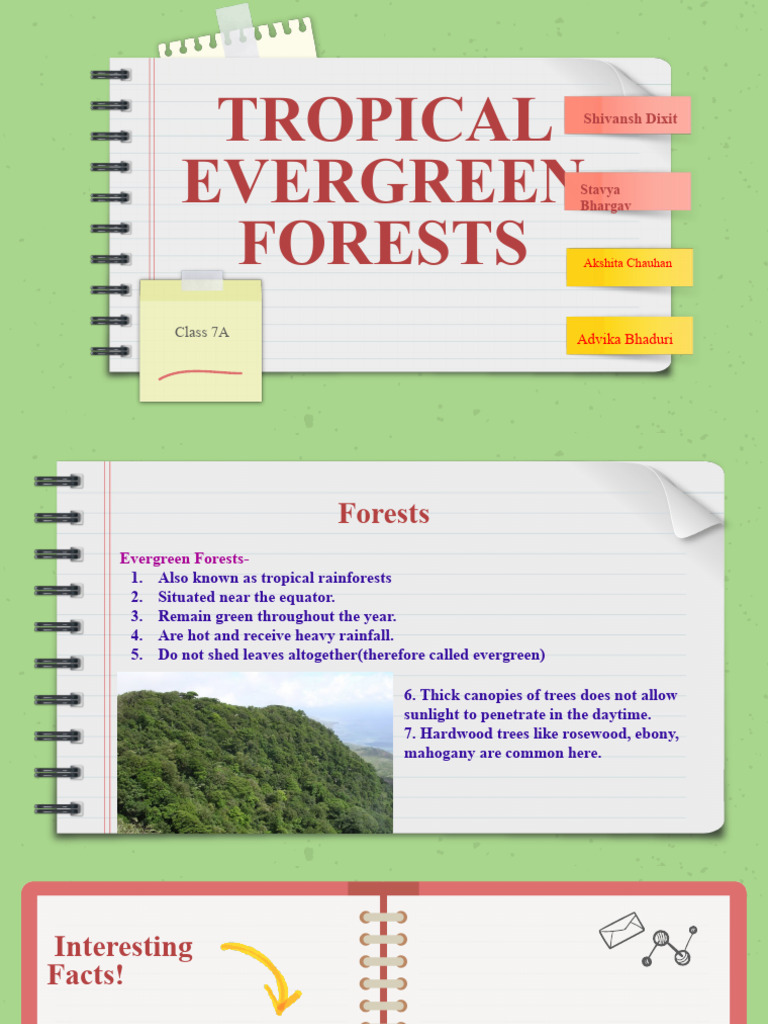 Tropical Evergreen Forests | PDF