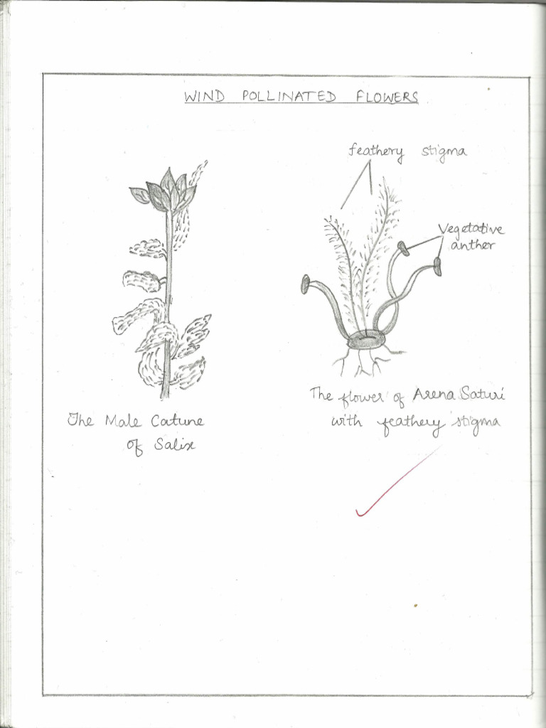 4 Study of Adaptations of Flowers For Pollination | PDF