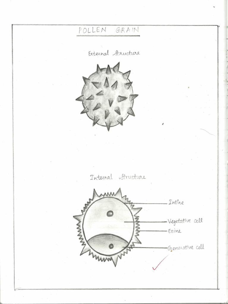 1structure of Pollen Grains | PDF