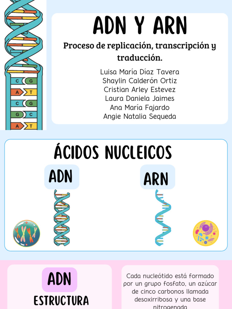 PRESENTACION ARN Y ADN | PDF | Adn | Rna