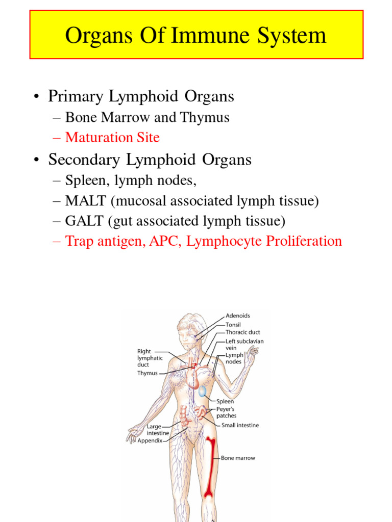 Organs of Immune System | PDF | Lymphatic System | Lymphocyte