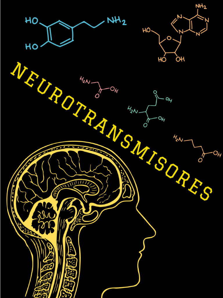 Clasificación y Función de Neurotransmisores | PDF | Sinapsis ...