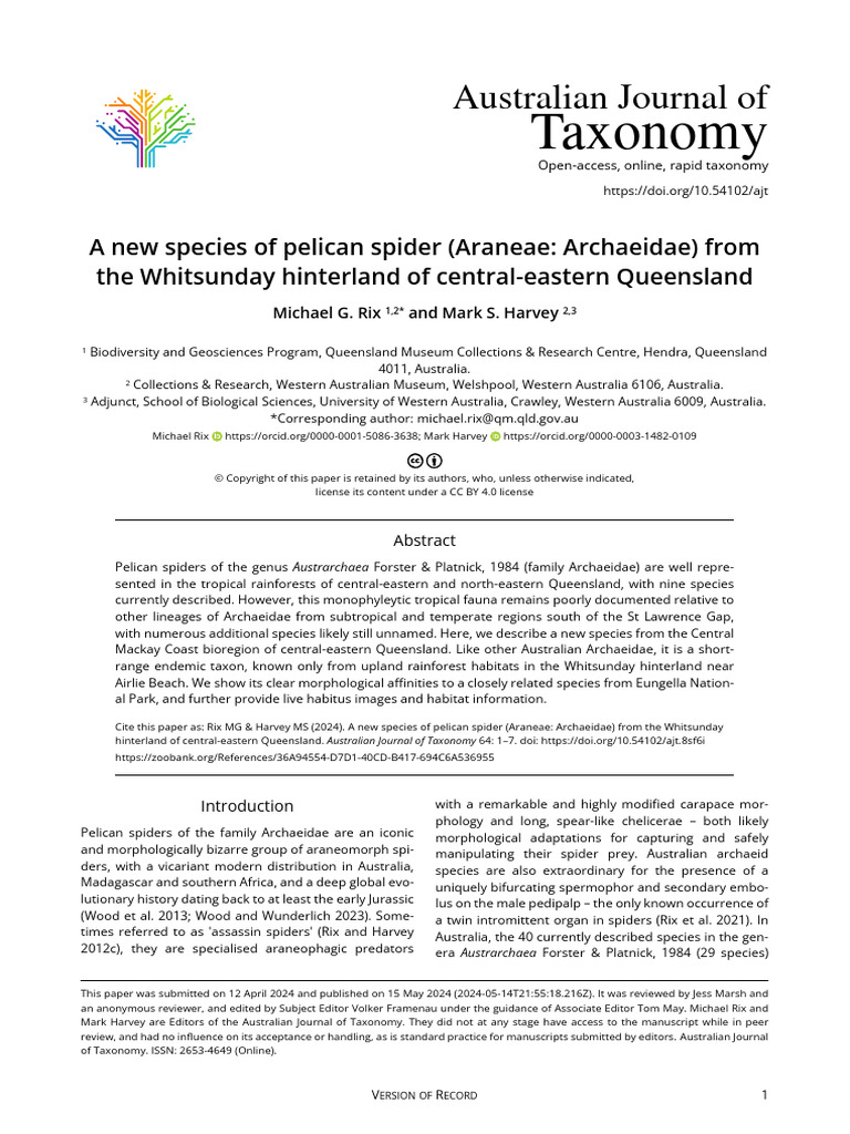 (2024.05.17) Austrarchaea Andersoni SP N - Nowy Gatunek Pelican Spider ...