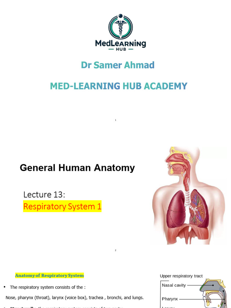 1.lecture 13 Respiratory System 1 | PDF | Respiratory Tract | Human Nose