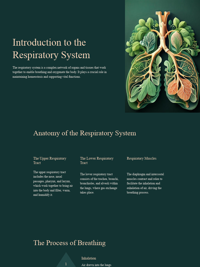 Overview of the Respiratory System | PDF | Respiratory Tract ...