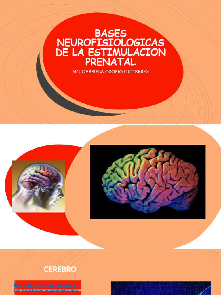 14.-BASES NEUROFISIOLOGICAS DE LA ESTIMULACION PRENATAL | PDF | Neurona ...