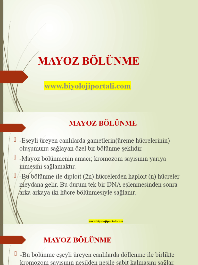 Mayoz Bolunme | PDF