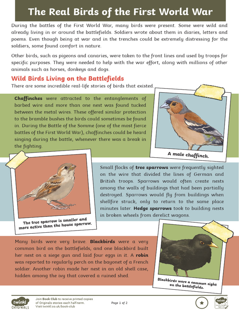 The Real Birds of Flanders Fields Ww1 | PDF | Trench Warfare | Birds