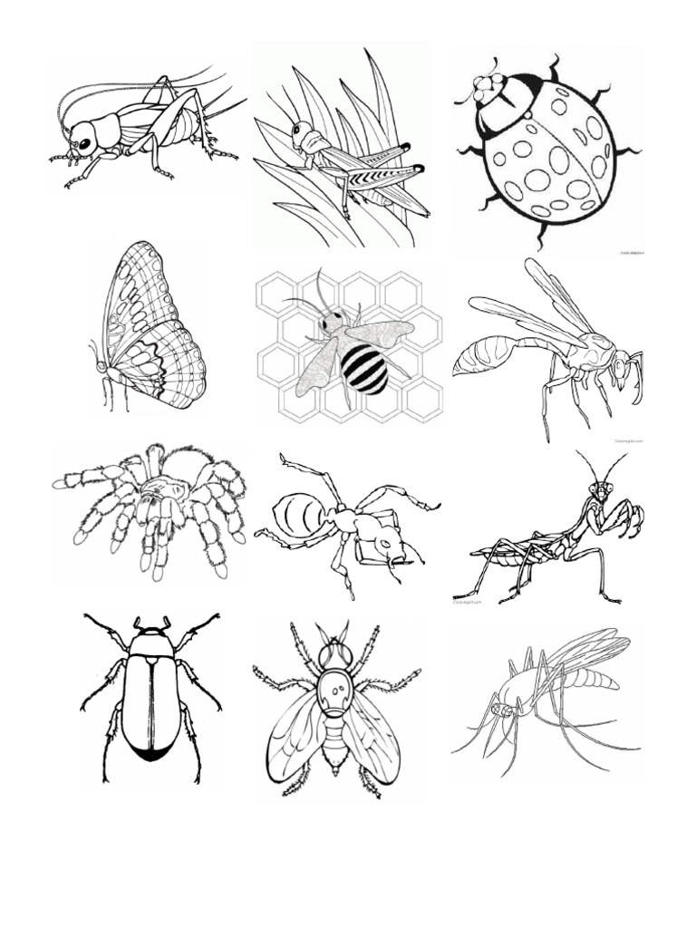 12 Insects | PDF