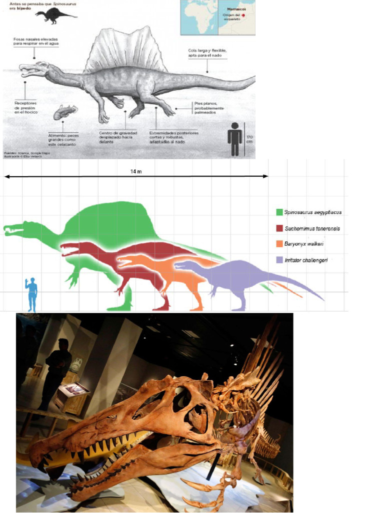 Spino | PDF