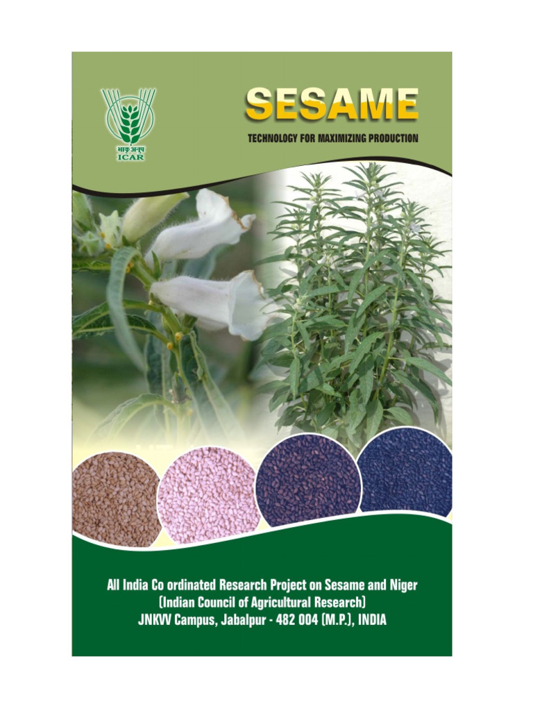 Sesame | PDF | Sesame | Sowing